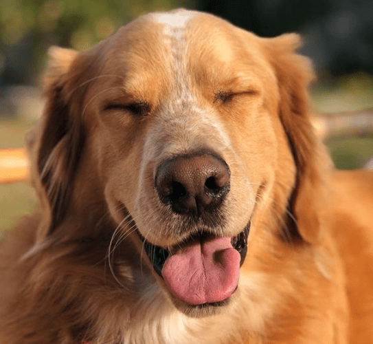 Available Dogs - Freedom First Rescue