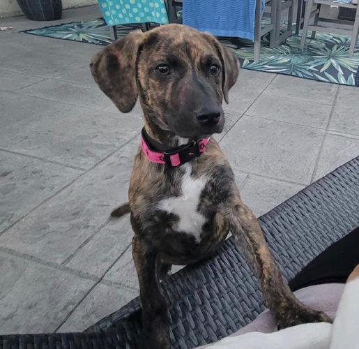 Donate - Freedom First Rescue