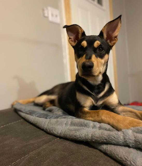 Adoption Process - Freedom First Rescue