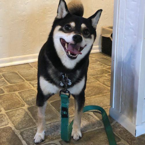 Available Dogs - Freedom First Rescue