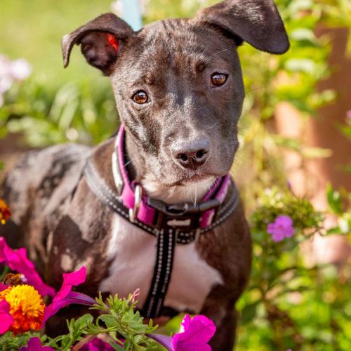 Home - Freedom First Rescue