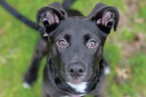 Home - Freedom First Rescue