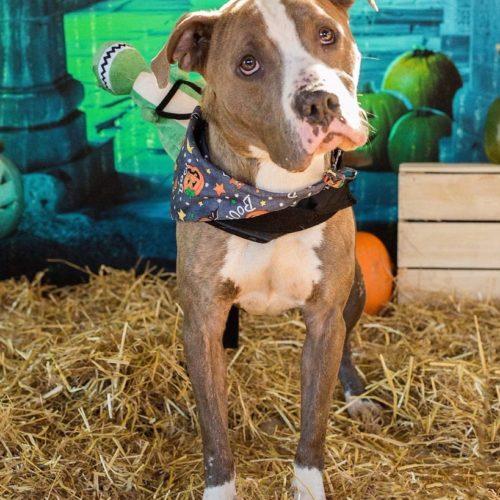 Available Dogs - Freedom First Rescue