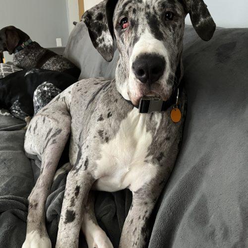 Home - Freedom First Rescue