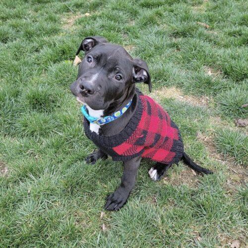 Home - Freedom First Rescue