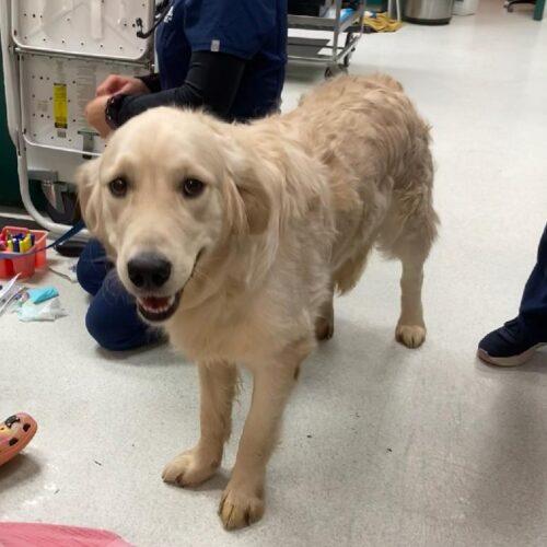 Available Dogs - Freedom First Rescue