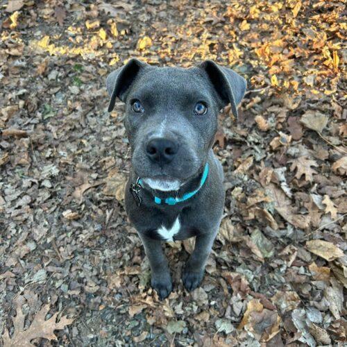 Available Dogs - Freedom First Rescue