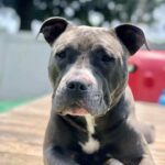 Home - Freedom First Rescue