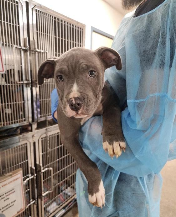 Alfalfa(Alfie) - Freedom First Rescue