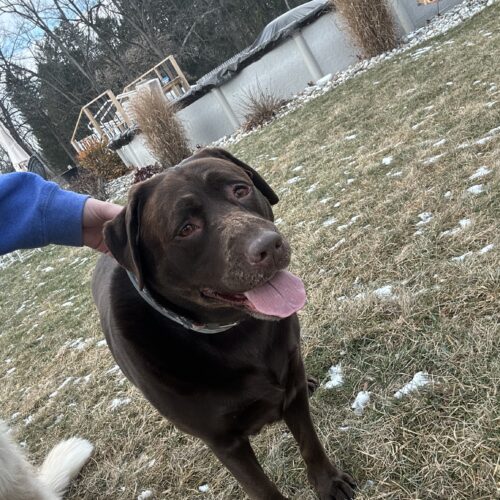 Home - Freedom First Rescue