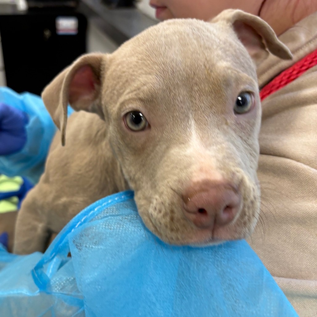 Clover - Freedom First Rescue