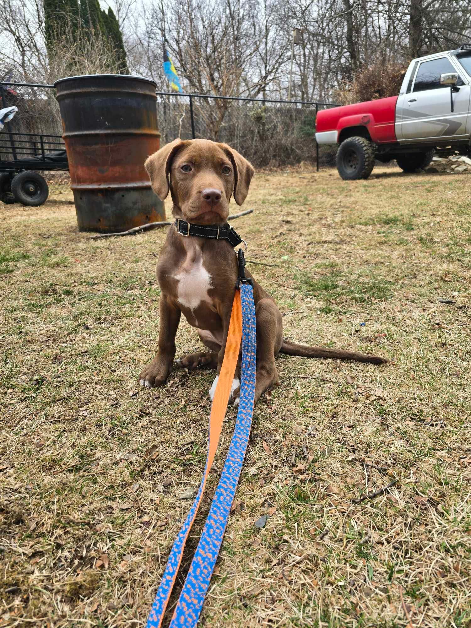 Gumbo - Freedom First Rescue