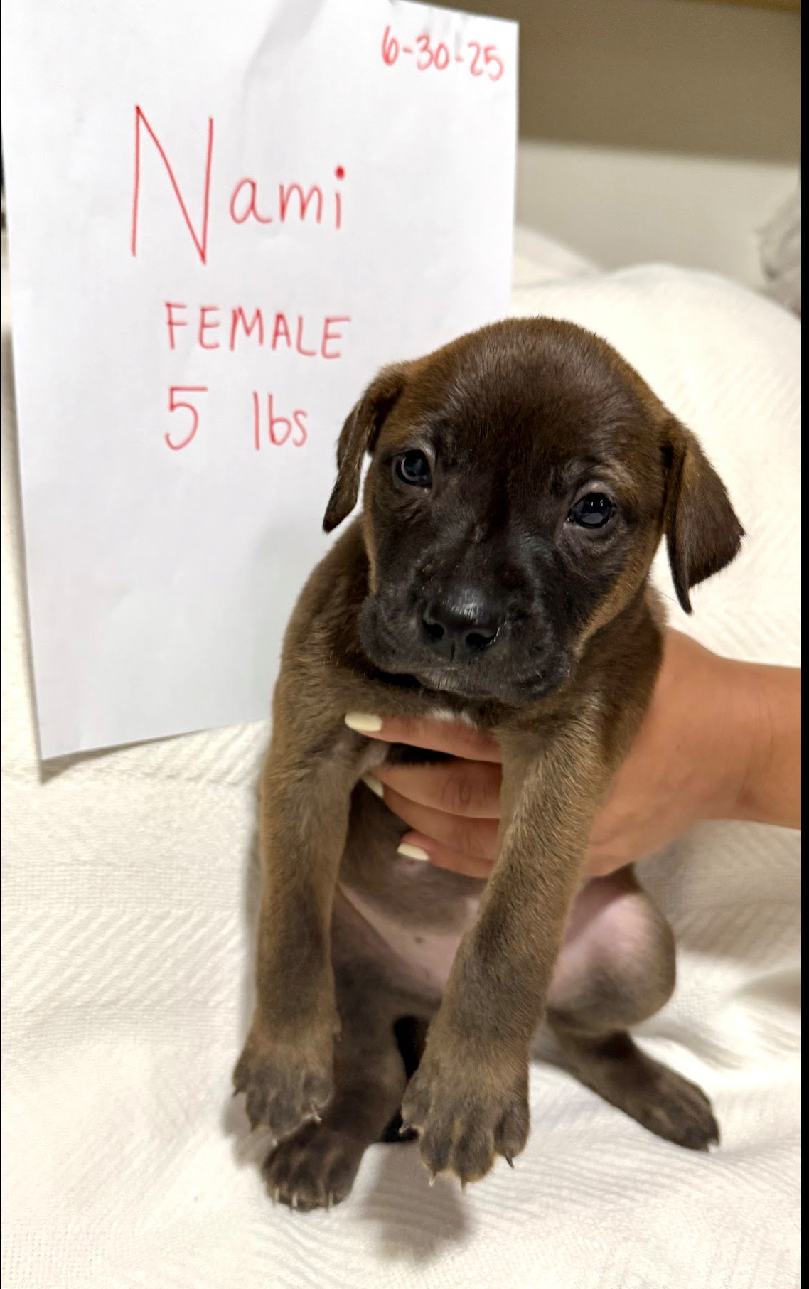 Nami - Freedom First Rescue