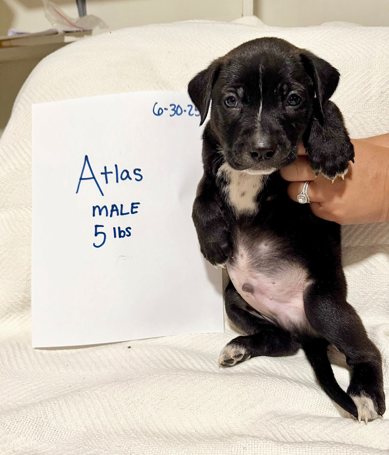 Atlas - Freedom First Rescue